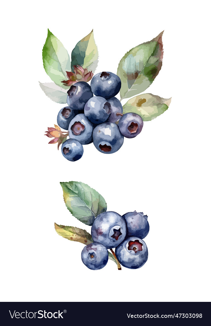 Blueberries clipart isolated Royalty Free Vector Image