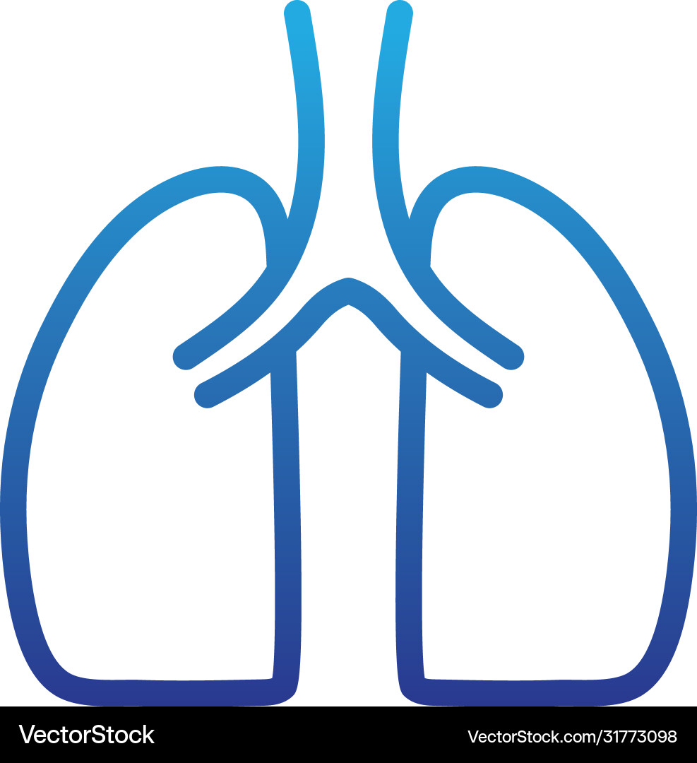 Human lungs human internal organ respiratory Vector Image
