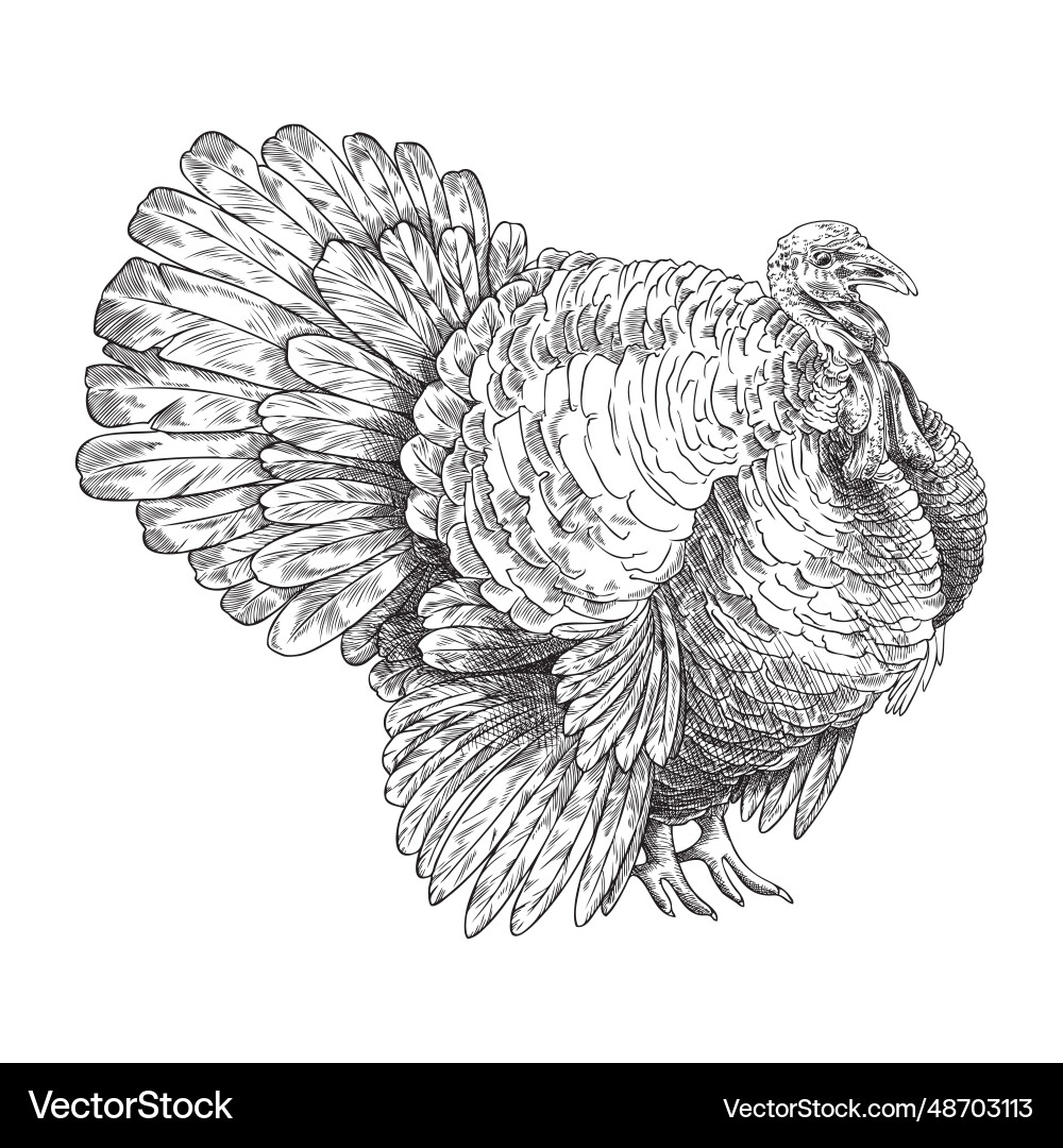 Hand drawn of turkey isolated Royalty Free Vector Image