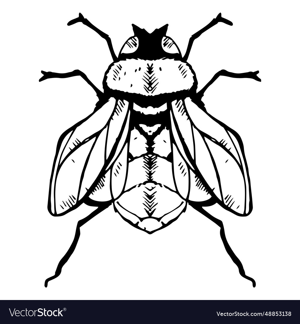 Fly stroke Royalty Free Vector Image - VectorStock
