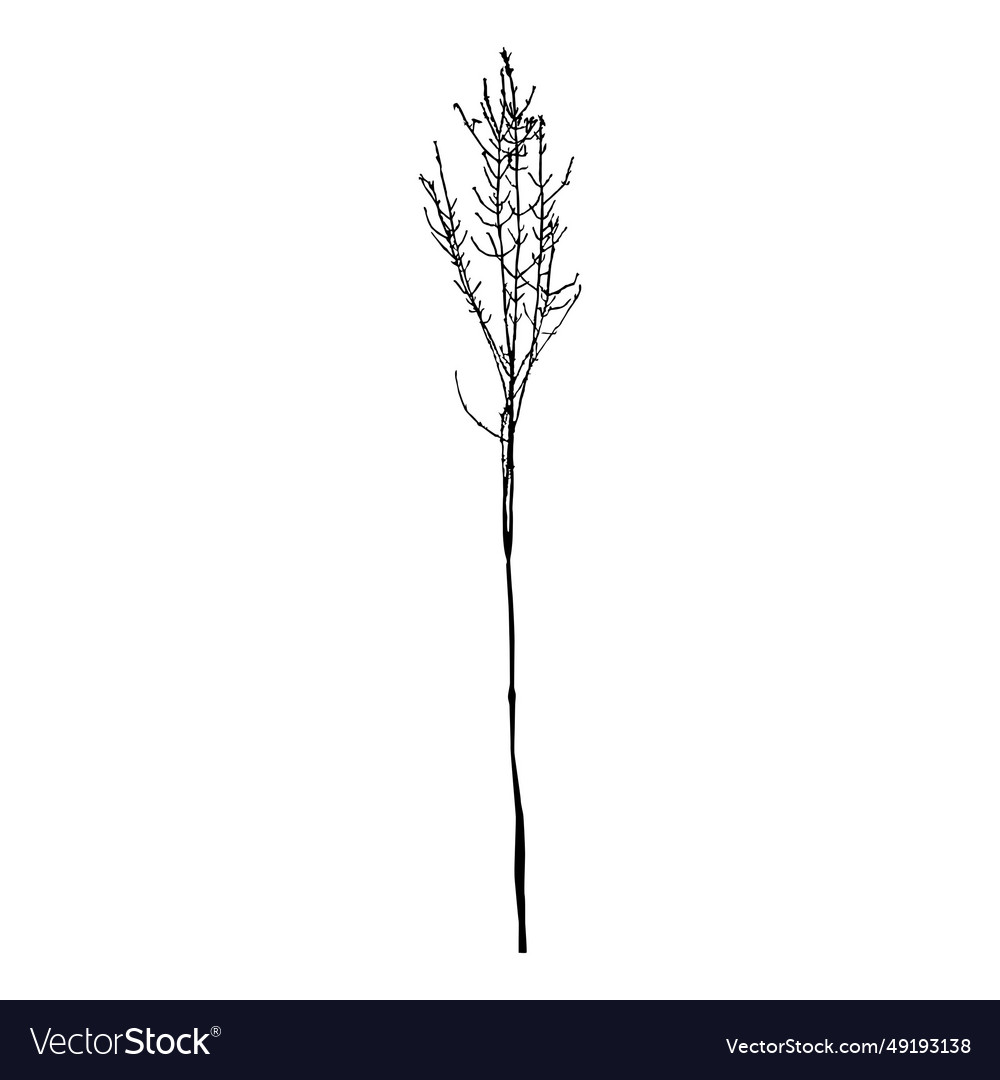 Thin tree Royalty Free Vector Image - VectorStock