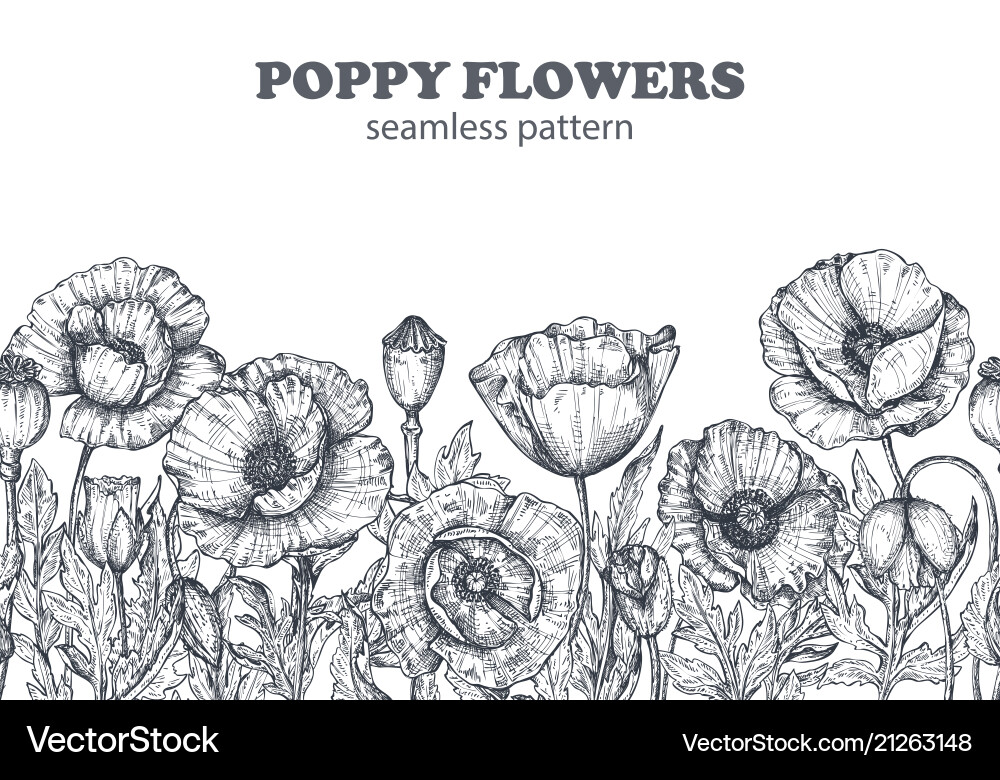 Floral seamless pattern with hand drawn poppy Vector Image