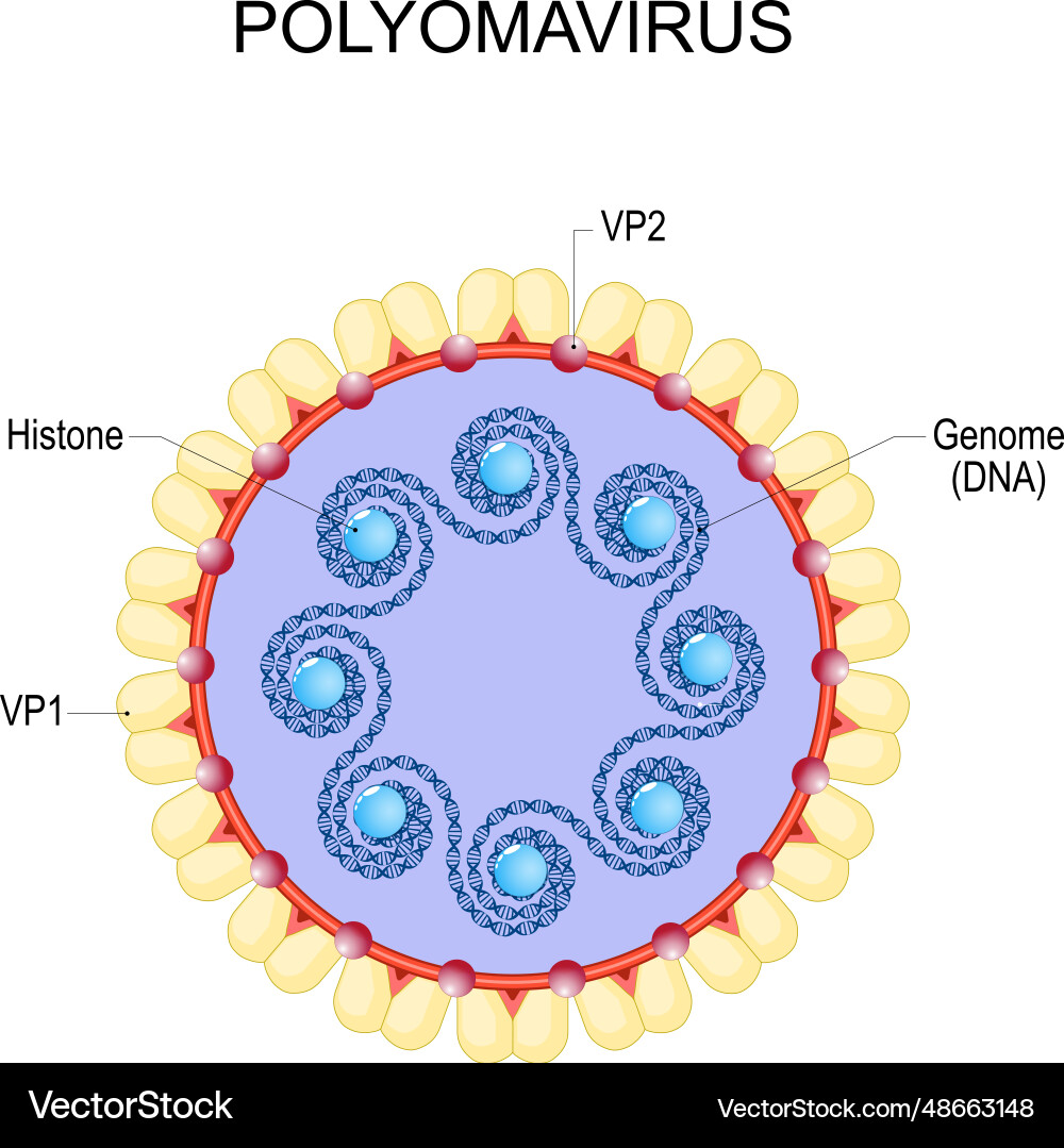 Polyomavirus anatomy of virion Royalty Free Vector Image