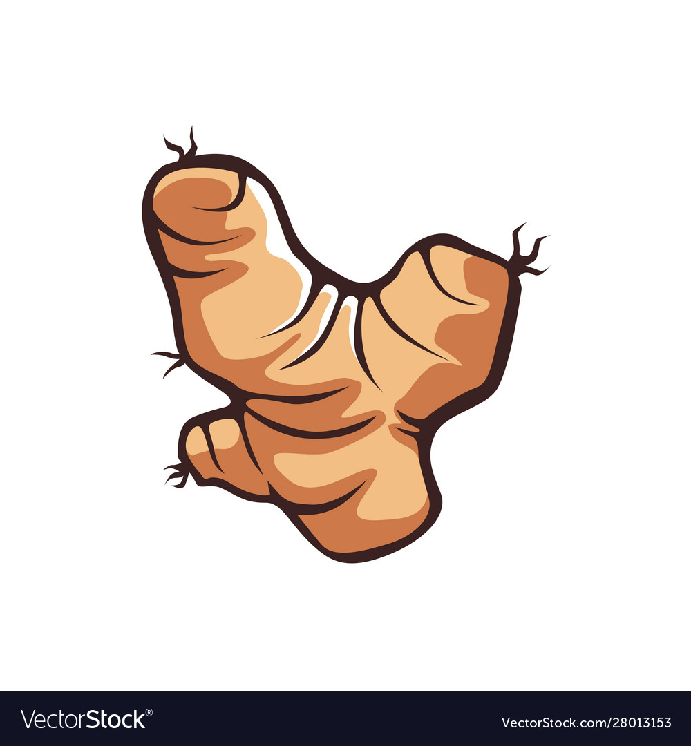 Ginger Royalty Free Vector Image - VectorStock