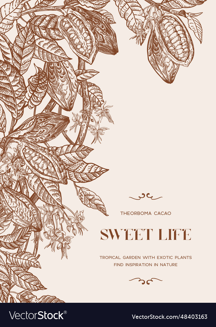 Border with cocoa plant Royalty Free Vector Image