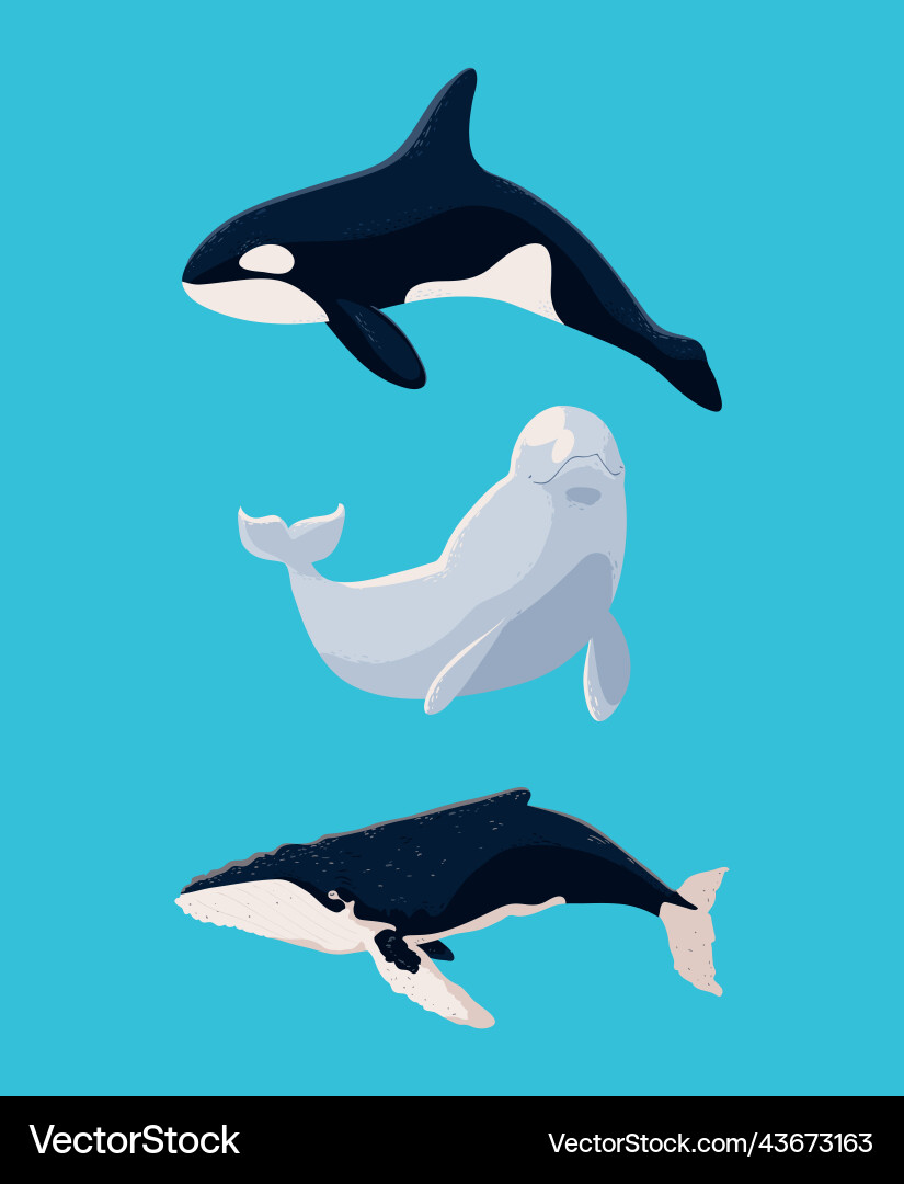 Set of whales Royalty Free Vector Image - VectorStock