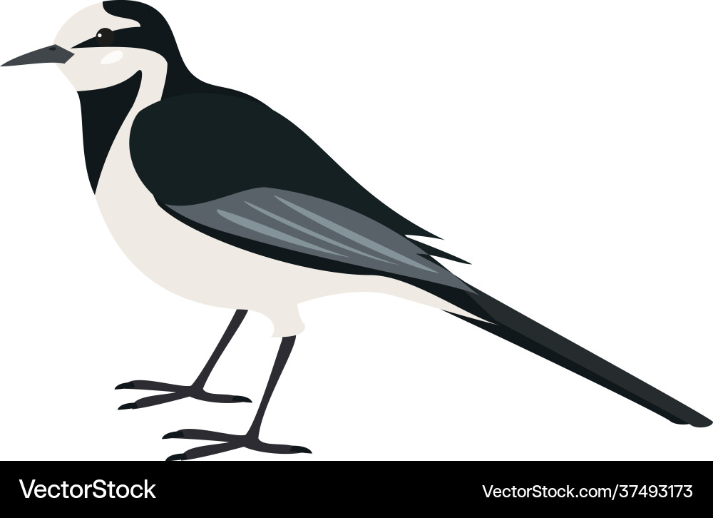 Cartoon wagtail icon on white background Vector Image