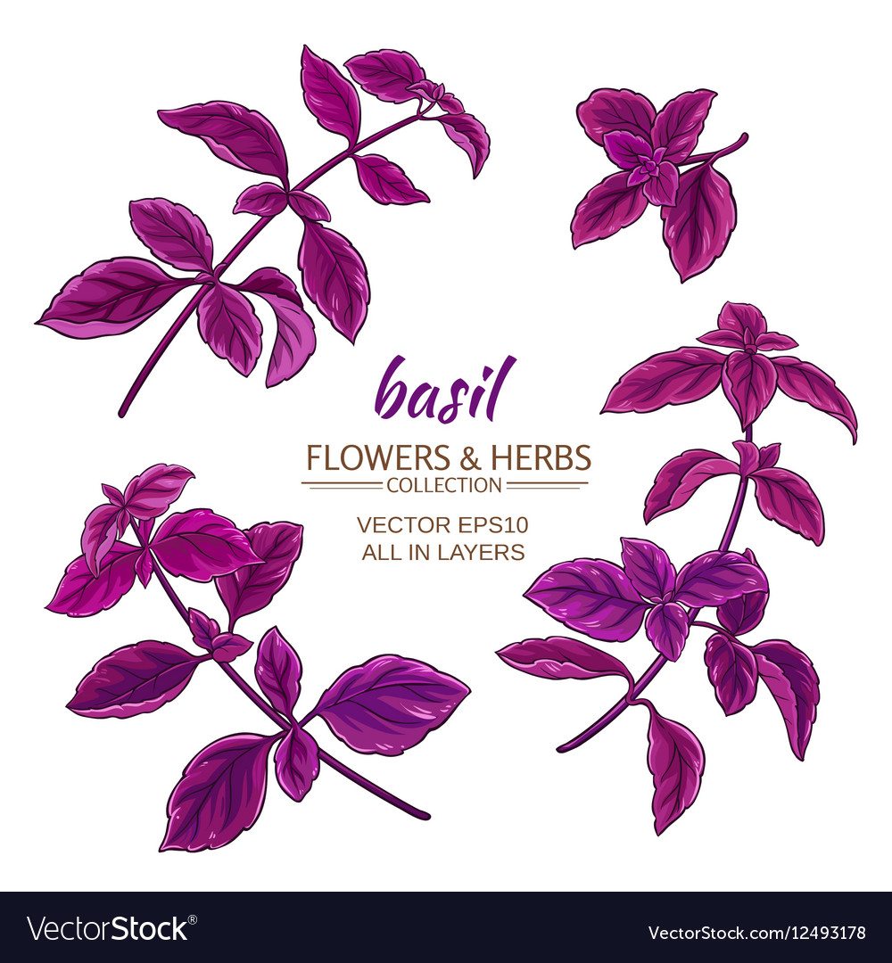 Basil set Royalty Free Vector Image - VectorStock