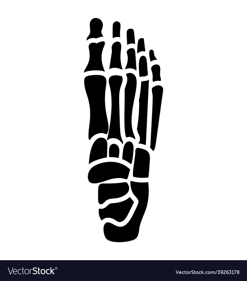 Foot bones Royalty Free Vector Image - VectorStock