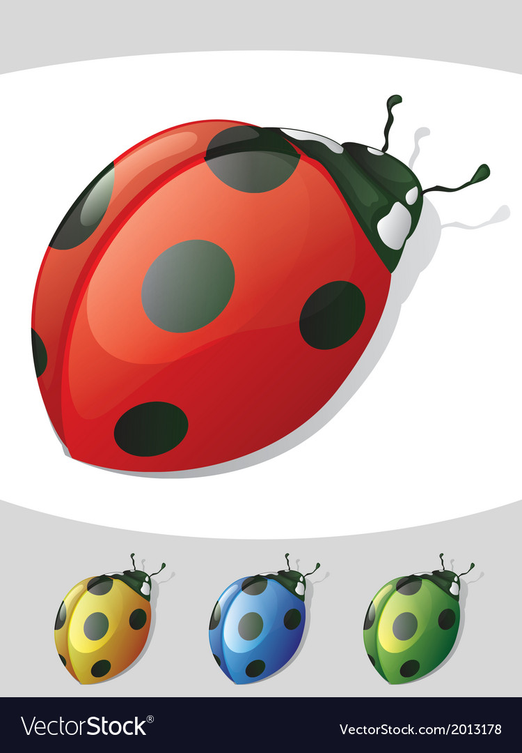 Lady bugs Royalty Free Vector Image - VectorStock