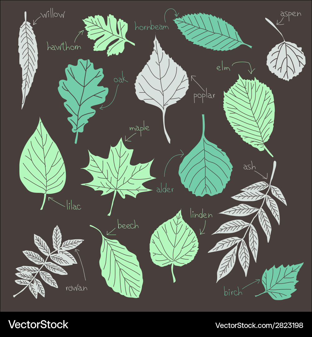 Set of leaves Royalty Free Vector Image - VectorStock