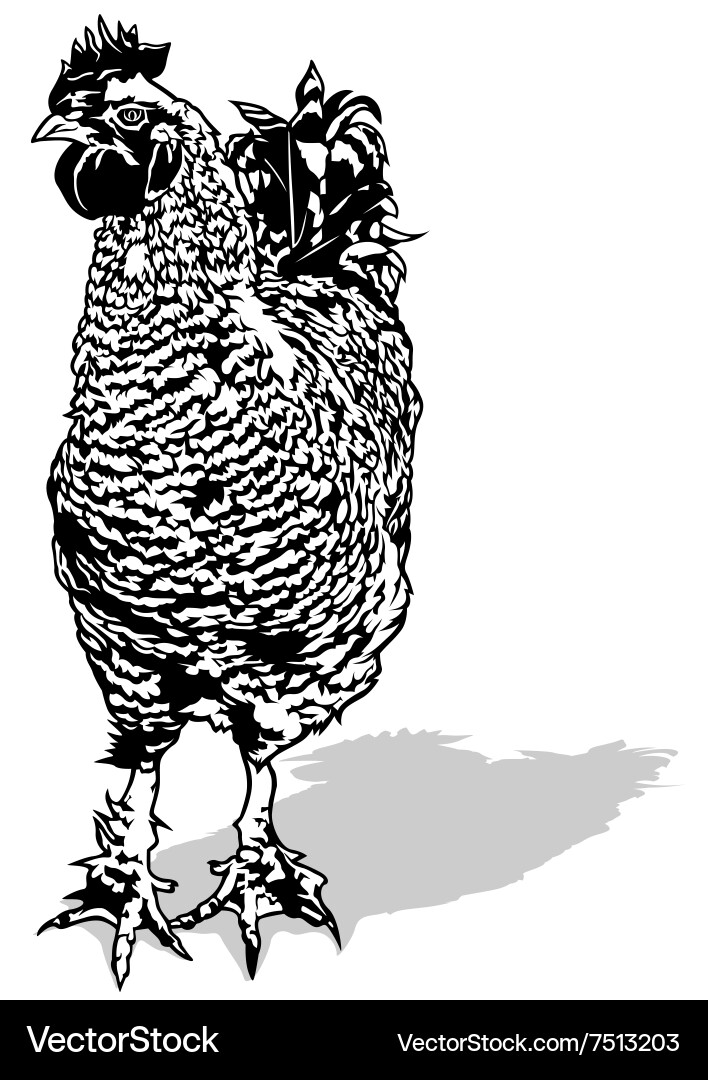 Rooster Royalty Free Vector Image - VectorStock