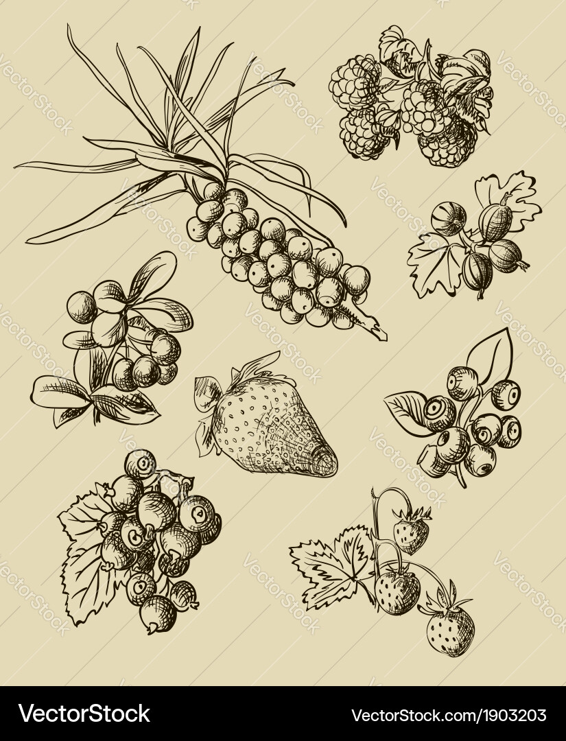 Set of berry sketches Royalty Free Vector Image