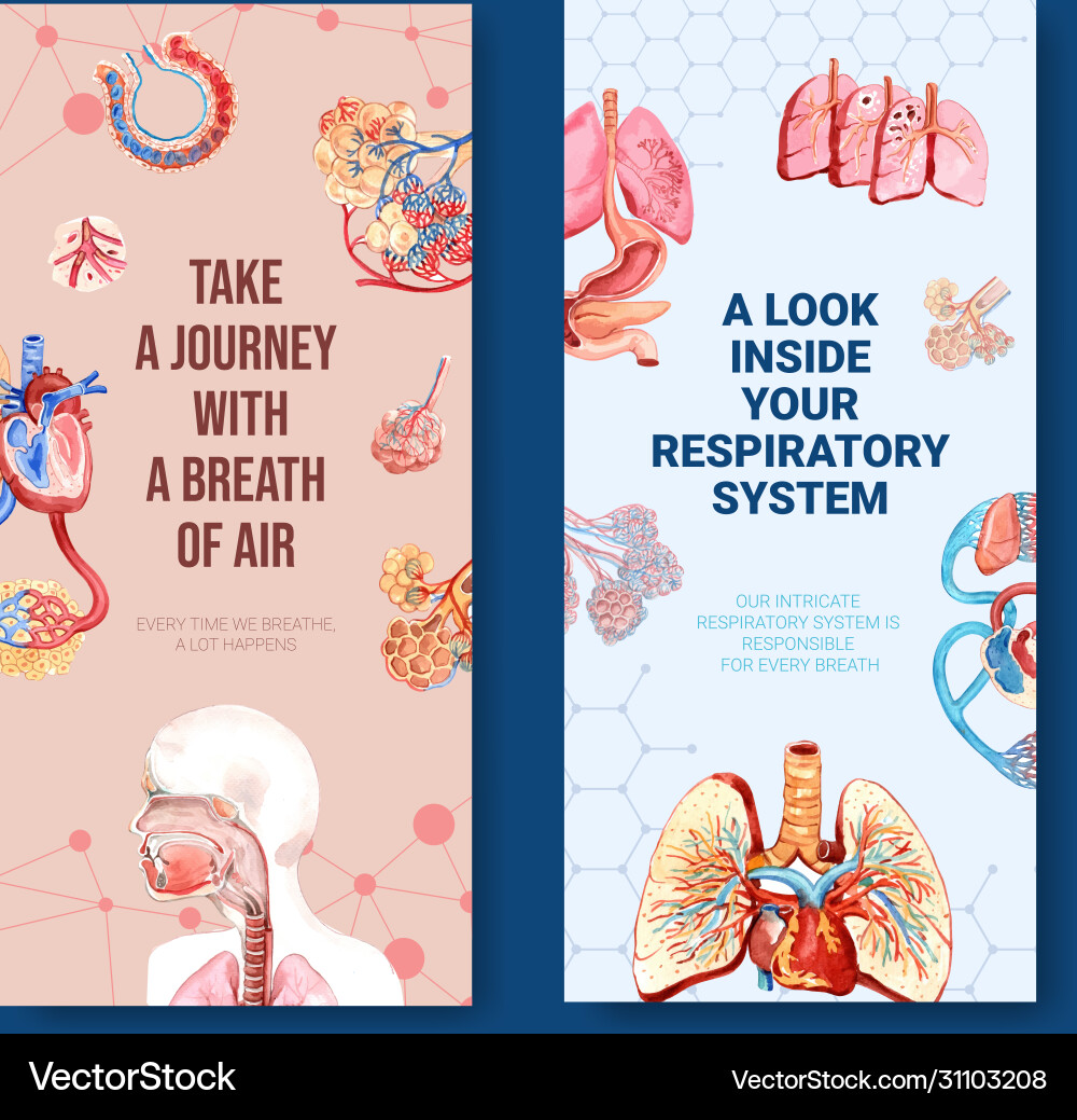 Respiratory flyer design with human anatomy Vector Image