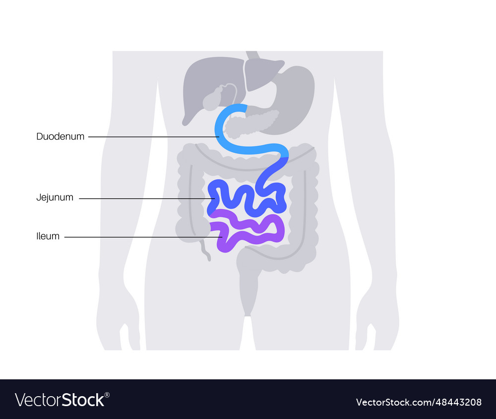 Tiny intestine poster Royalty Free Vector Image