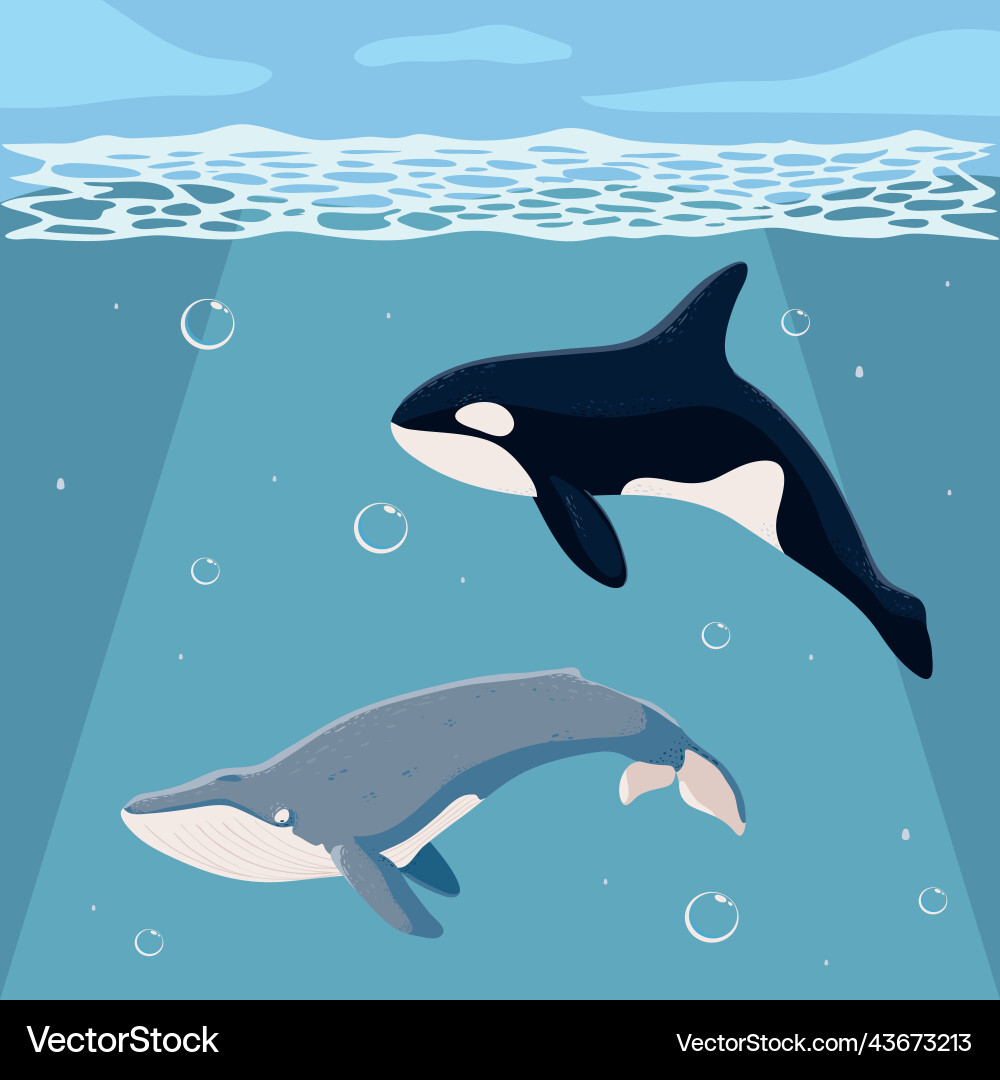 Blue and orca whales Royalty Free Vector Image