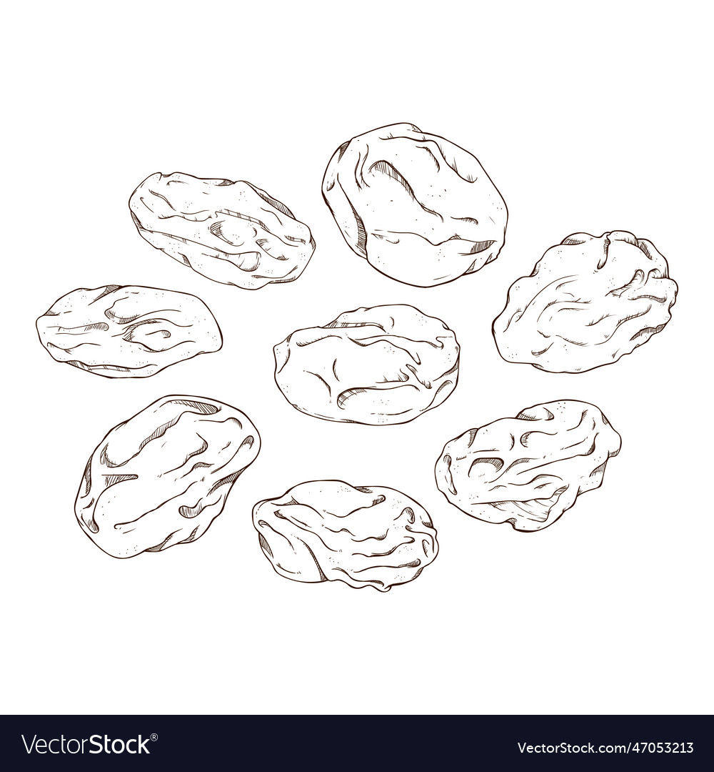 Raisin icon set Royalty Free Vector Image - VectorStock