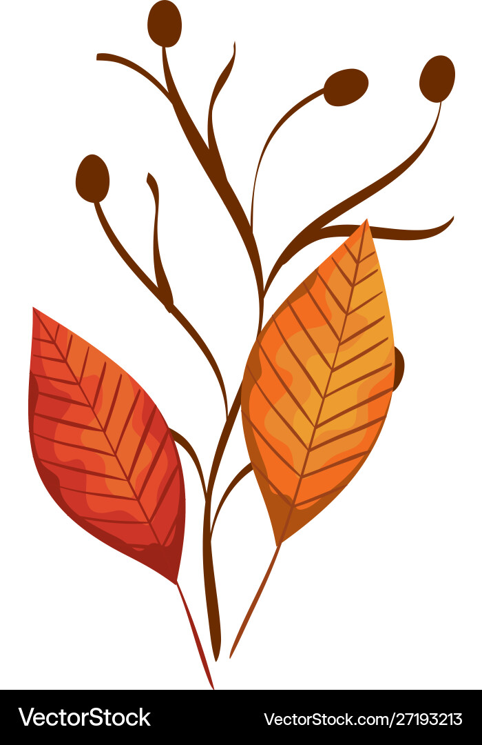 Season autumn branch with leafs Royalty Free Vector Image