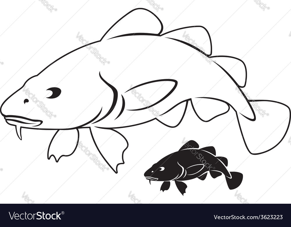 Cod fish Royalty Free Vector Image - VectorStock