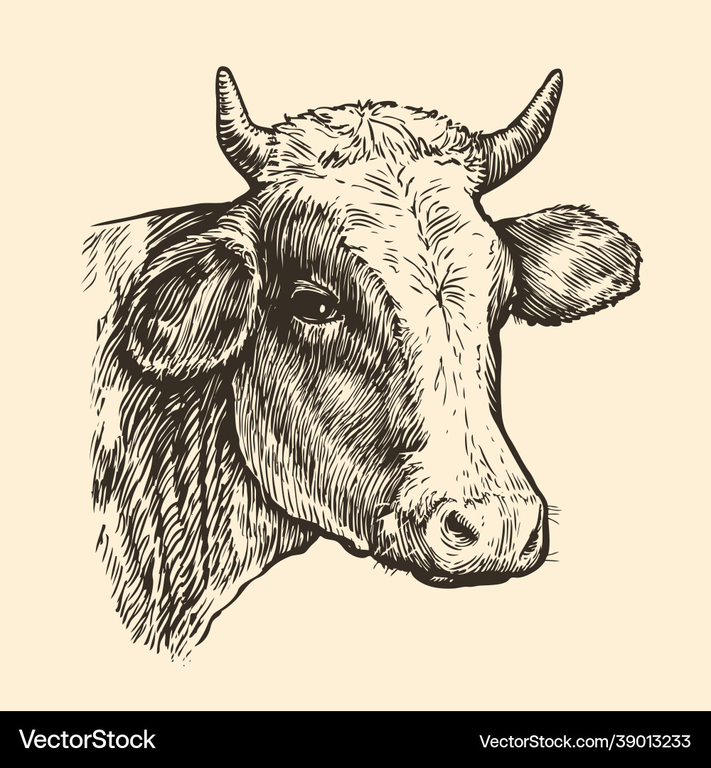 Cows head hand drawn sketch in a graphic style Vector Image