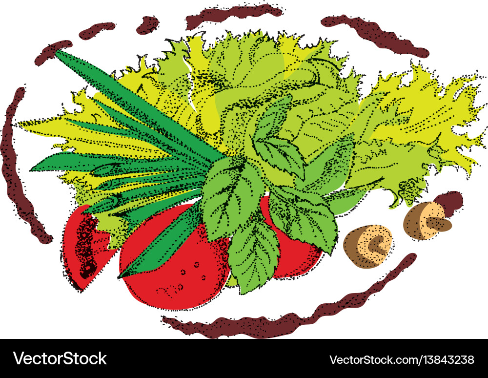Plate of salade Royalty Free Vector Image - VectorStock