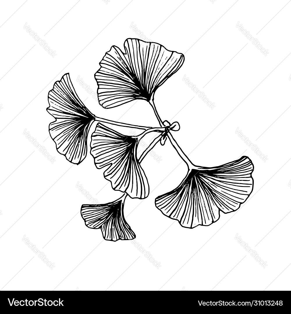 Ginkgo tree branch with leaves hand drawing Vector Image
