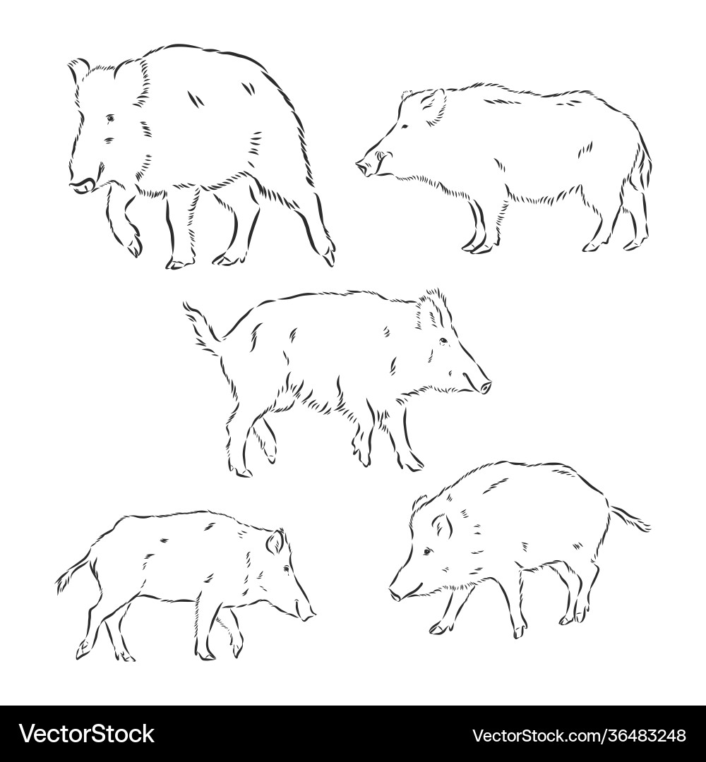 Wild boar hand-drawn modern boar sketch Royalty Free Vector
