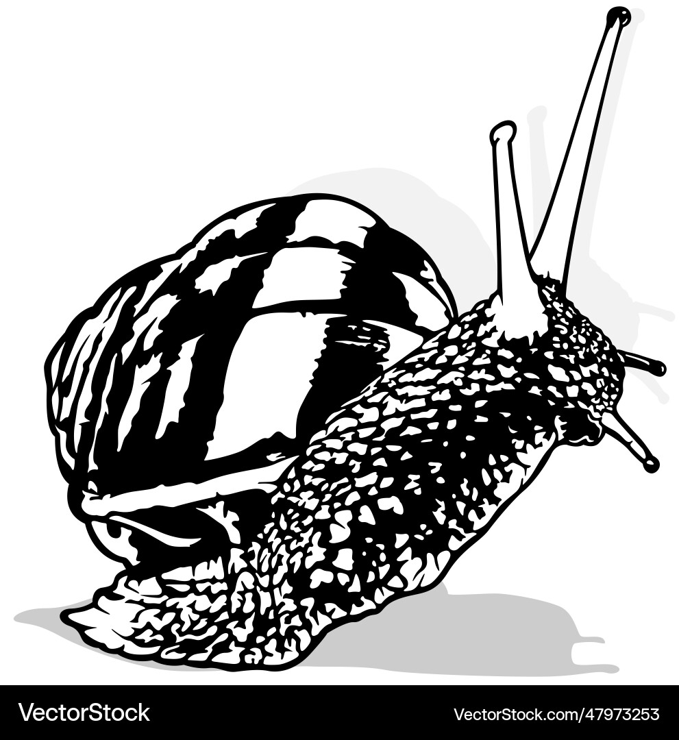 Drawing of a snail with a snail shell Royalty Free Vector