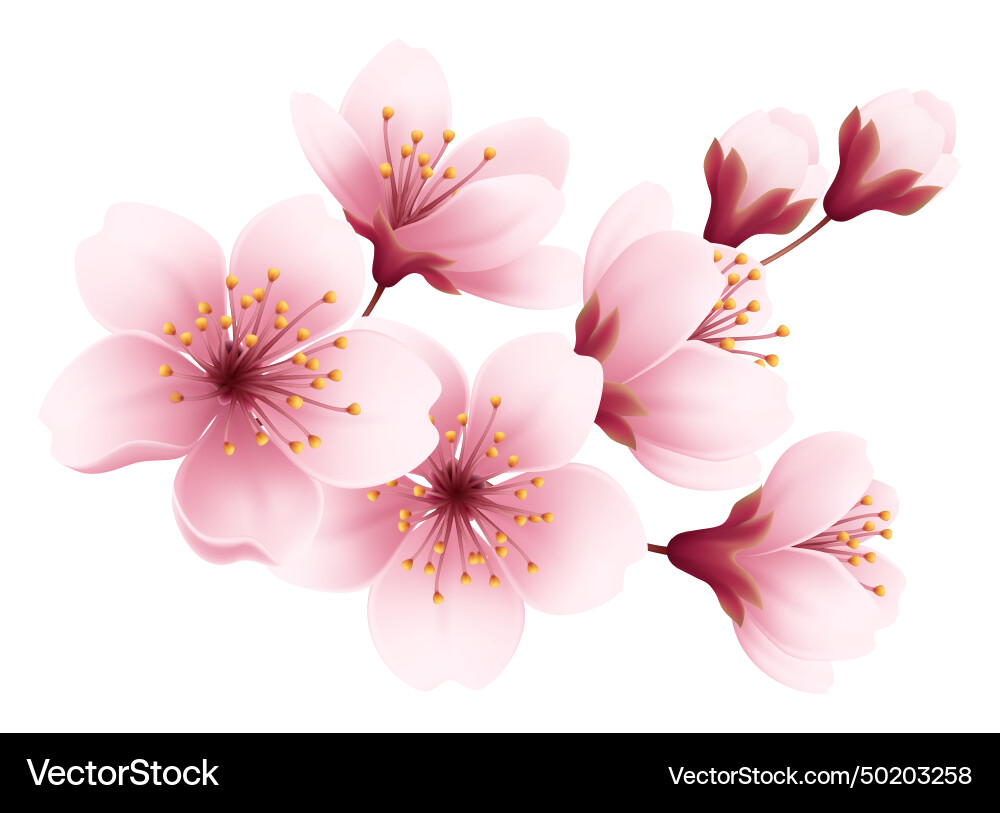Pink cherry blossom flower branch Royalty Free Vector Image
