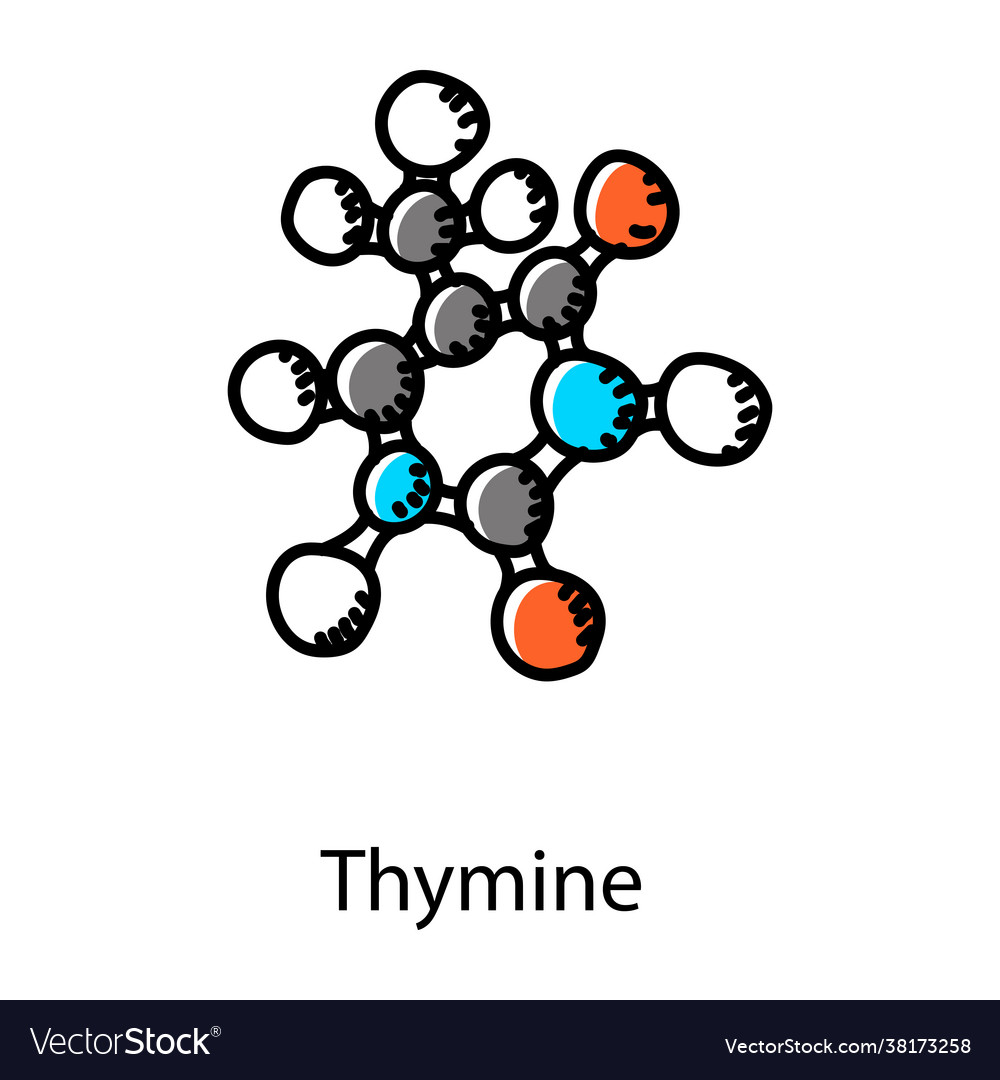 Thymine Royalty Free Vector Image - VectorStock