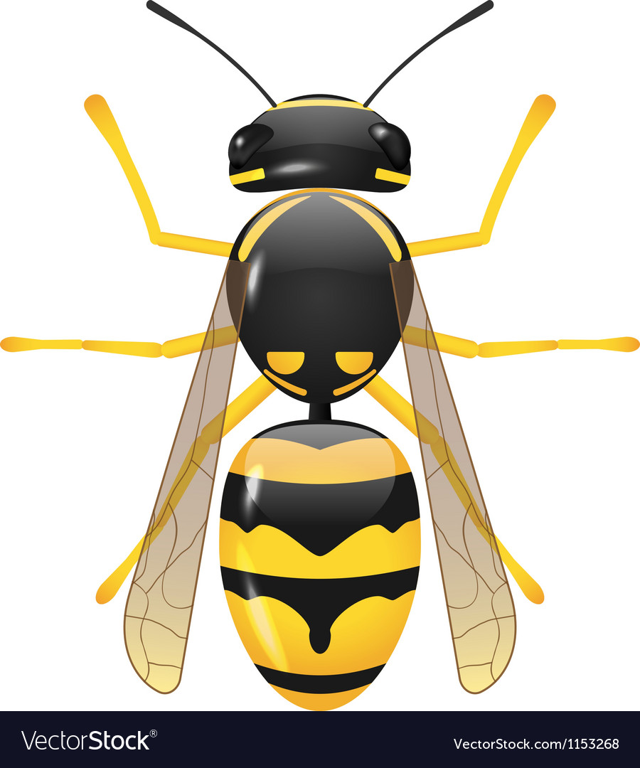 Wasp Royalty Free Vector Image - VectorStock