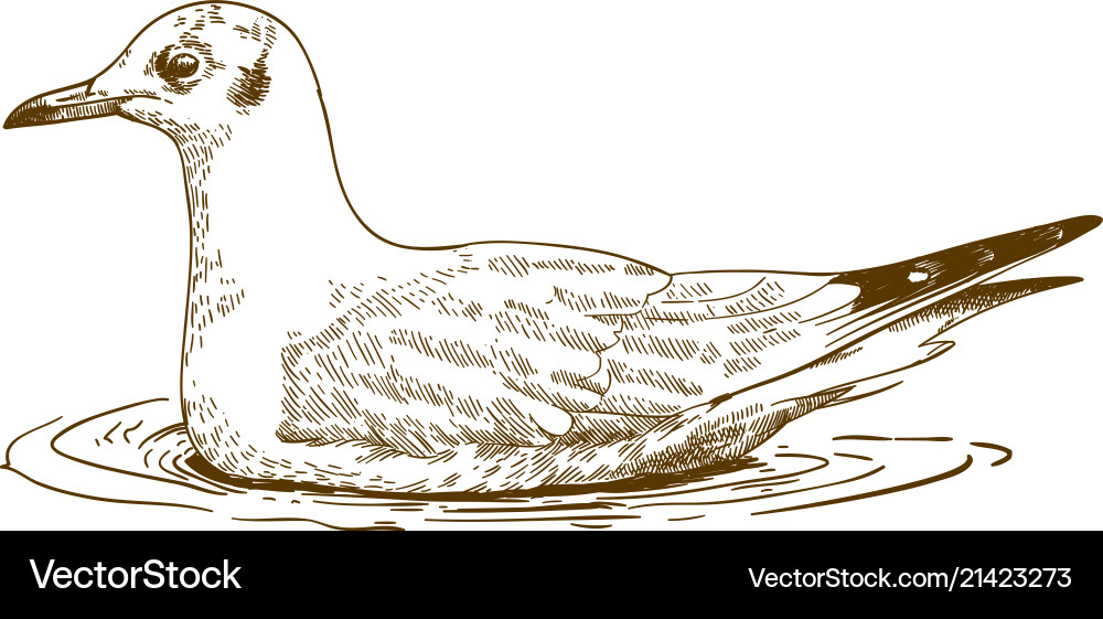 Engraving drawing of black-headed gull Royalty Free Vector