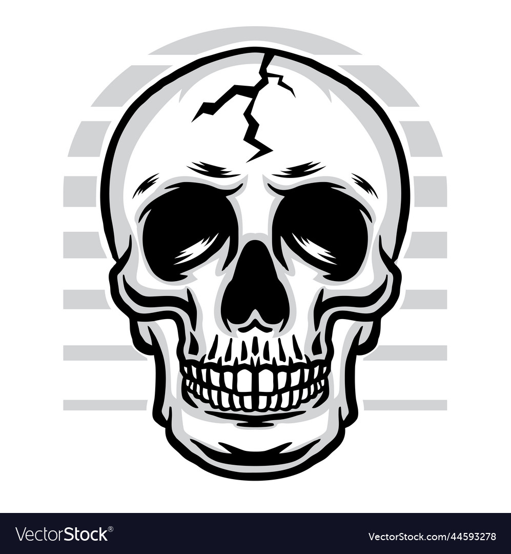 Human skull Royalty Free Vector Image - VectorStock