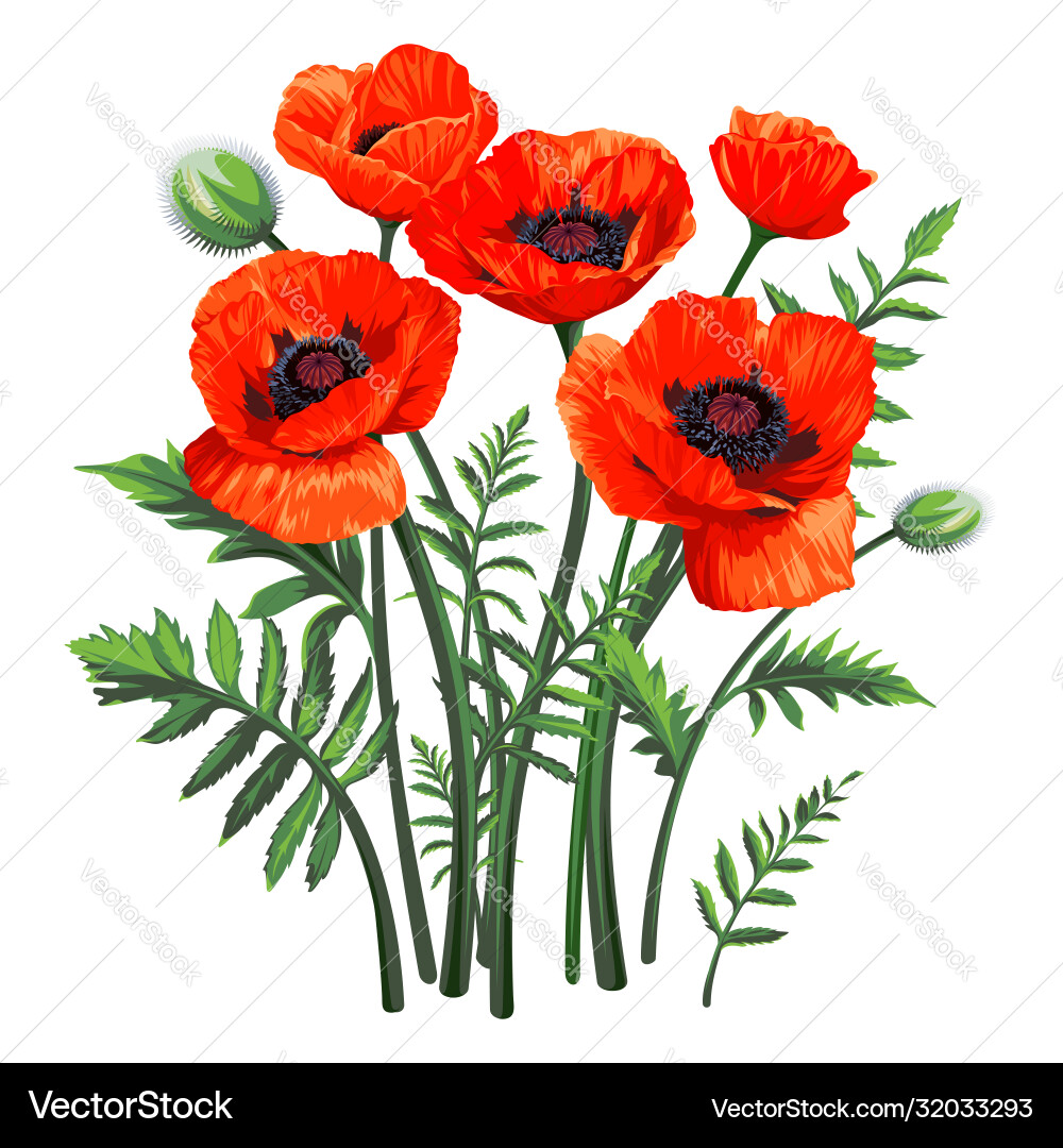 Bouquet common poppy flowers Royalty Free Vector Image