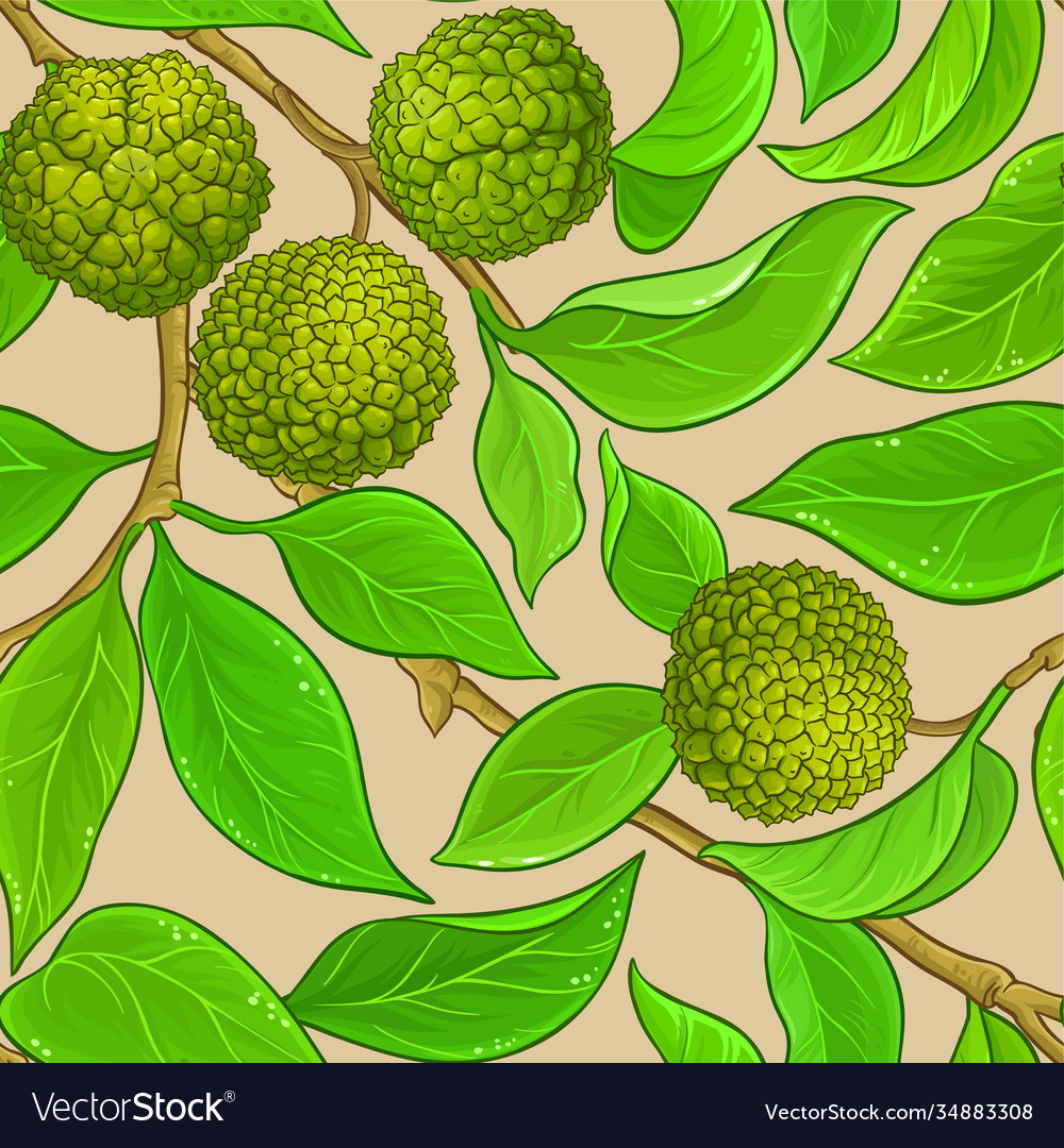 Calodendrum pattern Royalty Free Vector Image - VectorStock Calodendrum pattern Royalty Free Vector Image - VectorStock