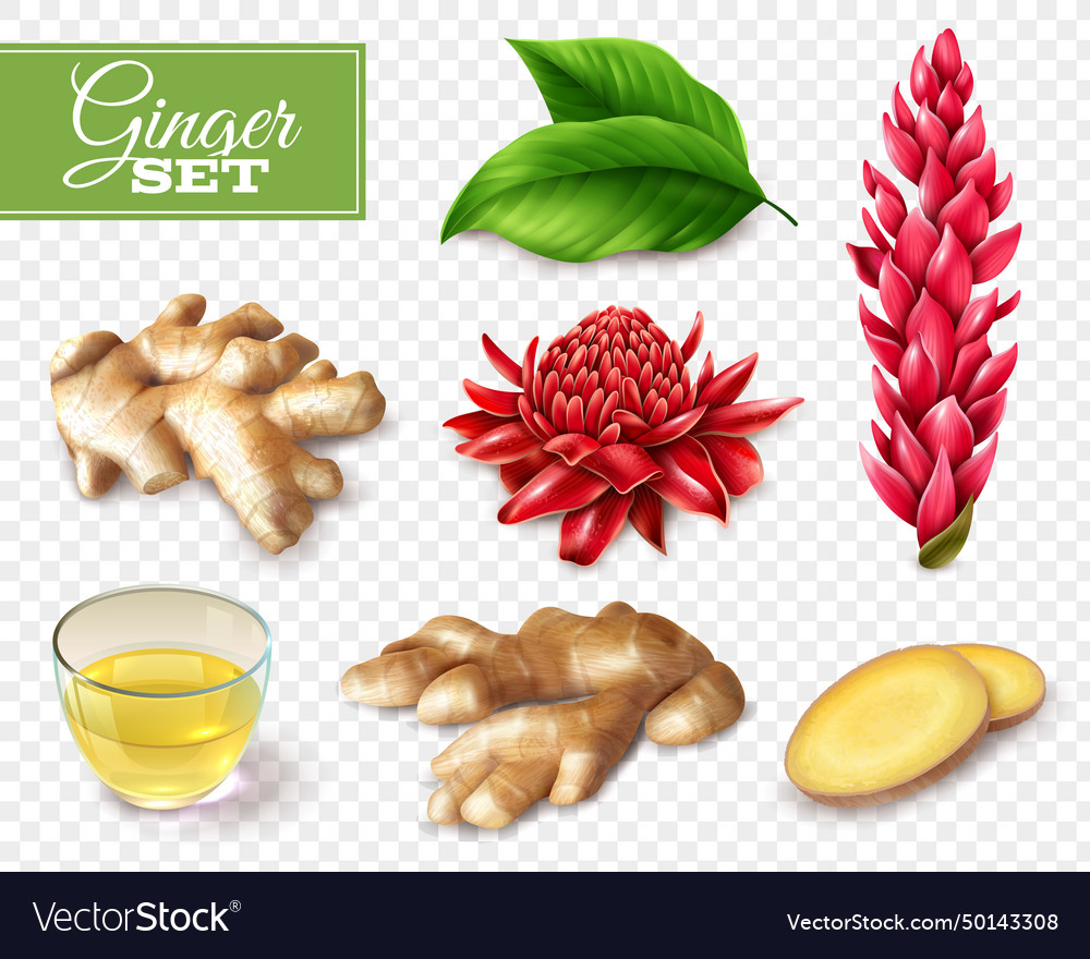 Ginger transparent background set Royalty Free Vector Image