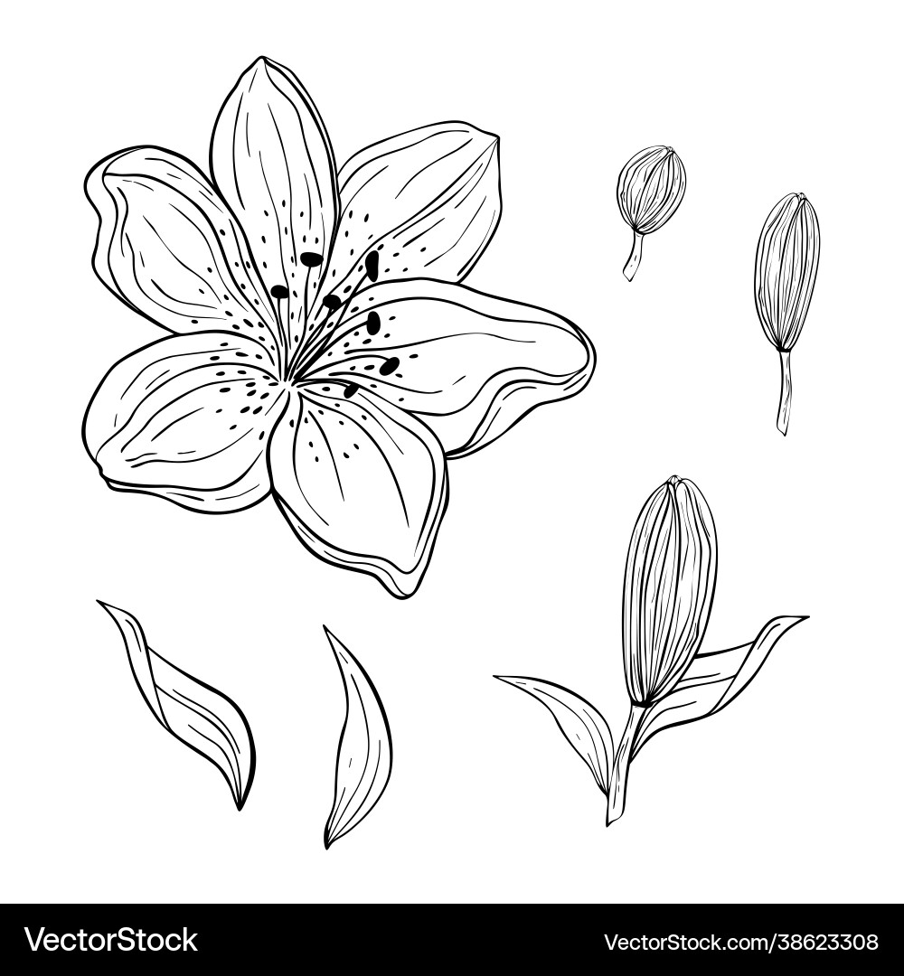 Hand drawn set lilies flower leaves Royalty Free Vector