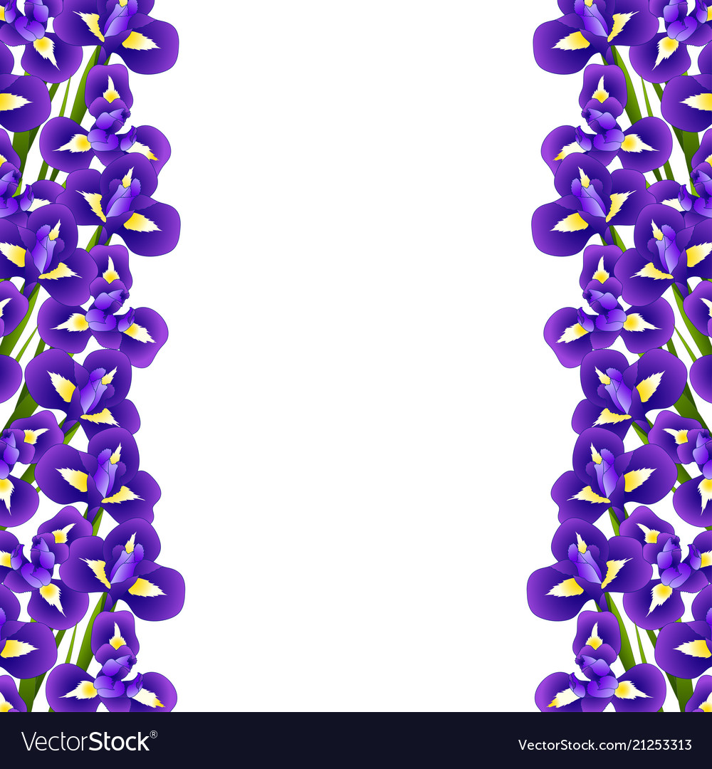 Iris flower border Royalty Free Vector Image - VectorStock
