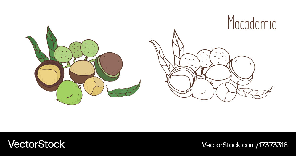 Colored and monochrome drawings macadamia in Vector Image