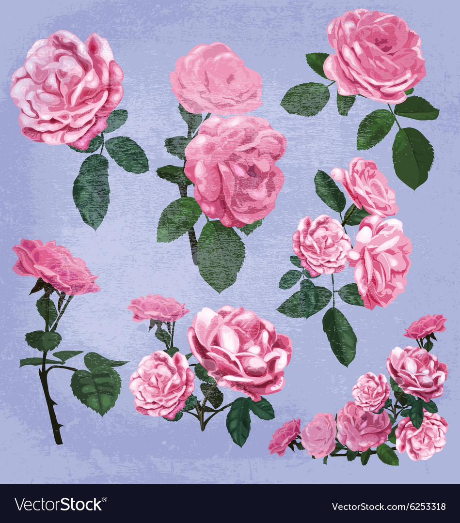 Rose Royalty Free Vector Image - VectorStock