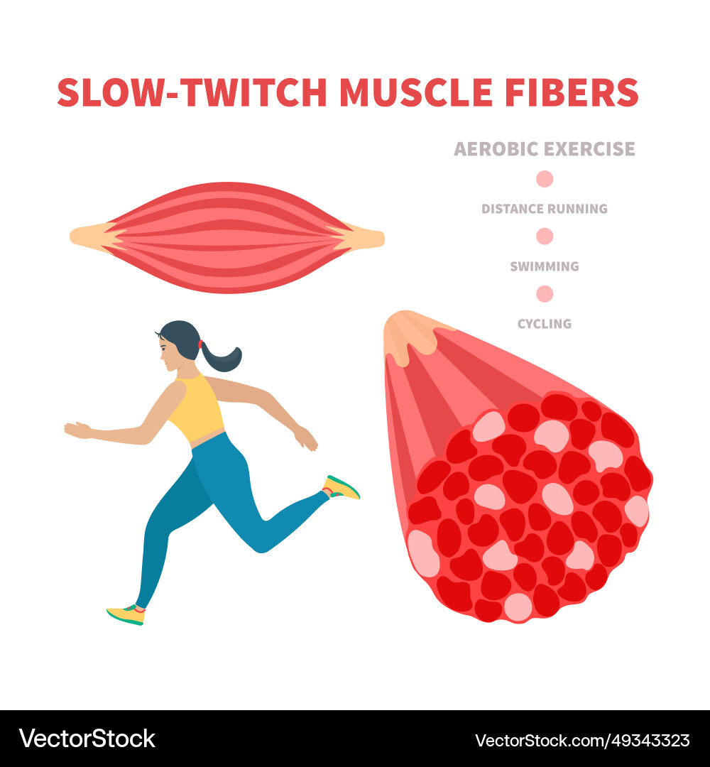 Slow twitch red muscle fiber type Royalty Free Vector Image