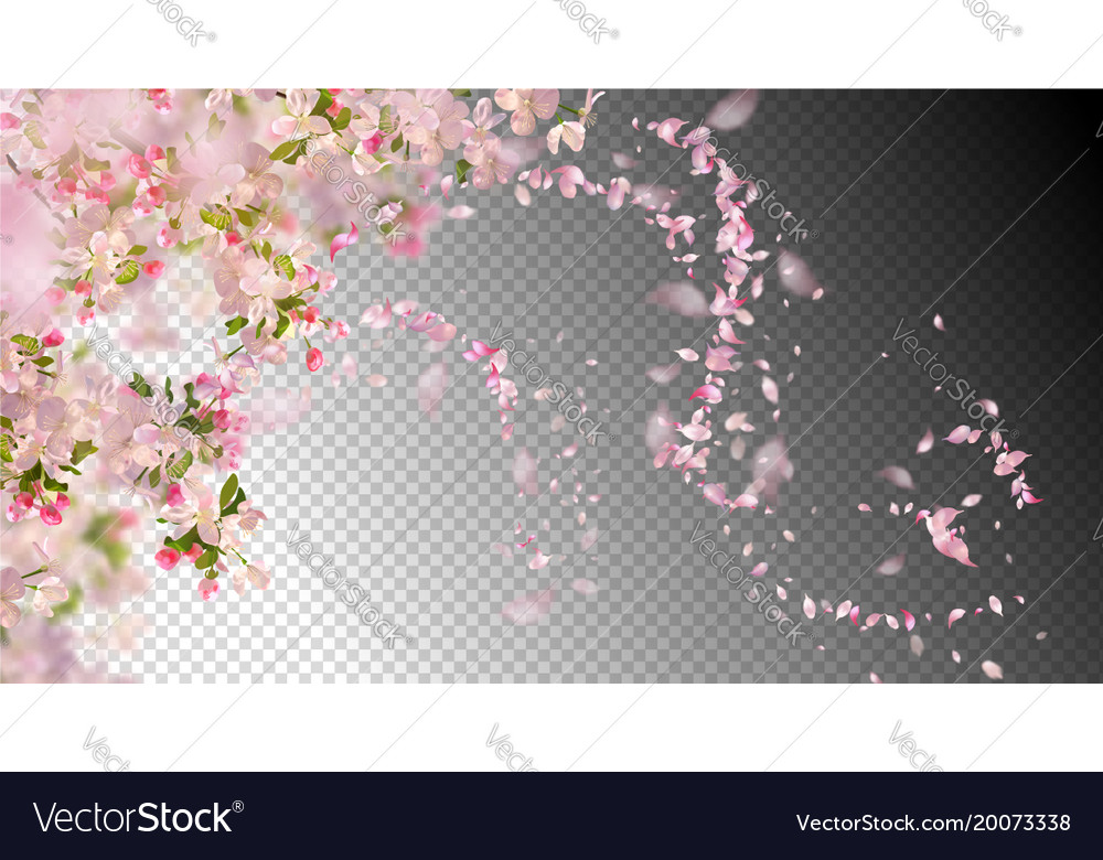 Spring cherry blossom Royalty Free Vector Image