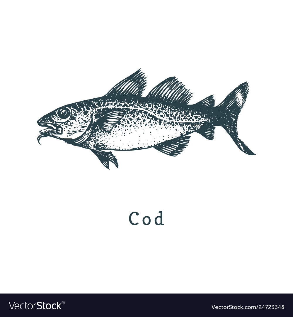 Codfish fish sketch Royalty Free Vector Image - VectorStock