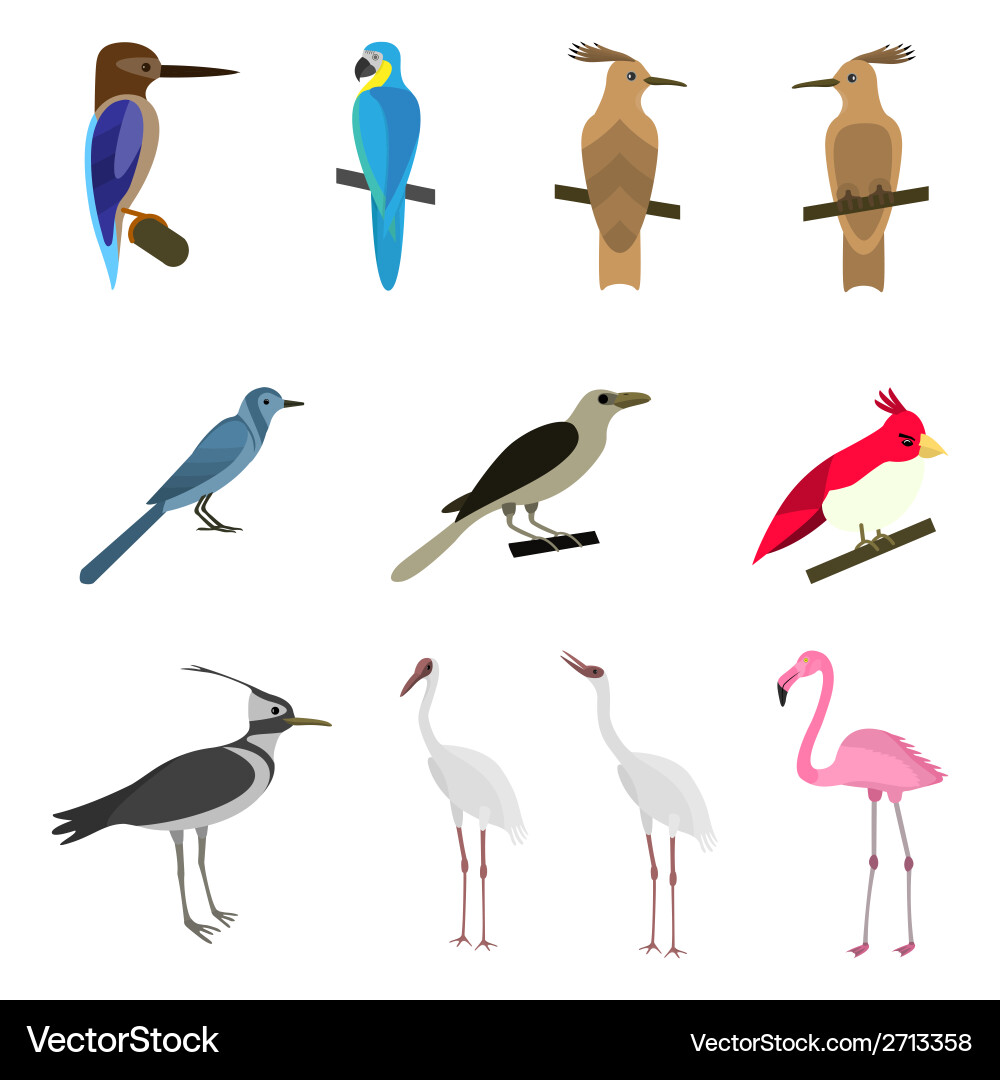 Set of beautiful birds Royalty Free Vector Image