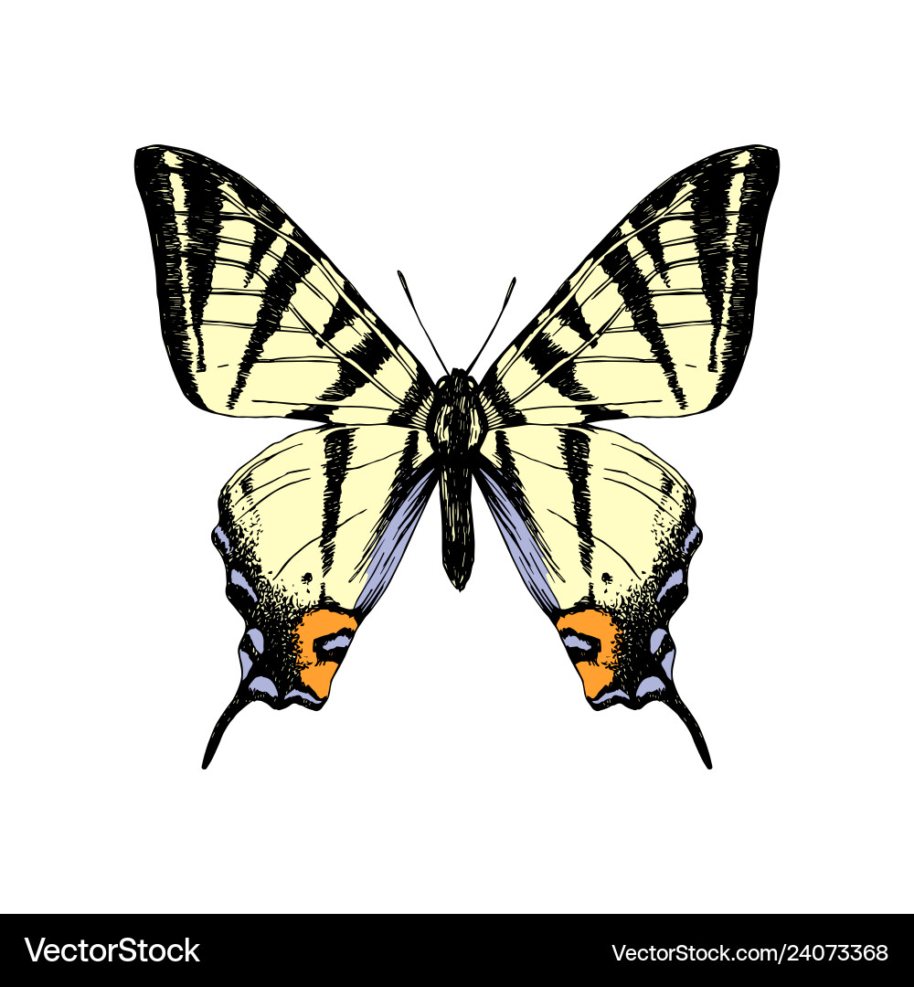 Hand drawn western tiger swallowtail butterfly Vector Image