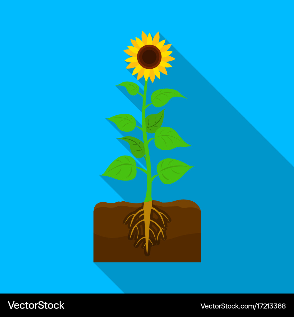 Sunflower single icon in flat stylesunflower Vector Image