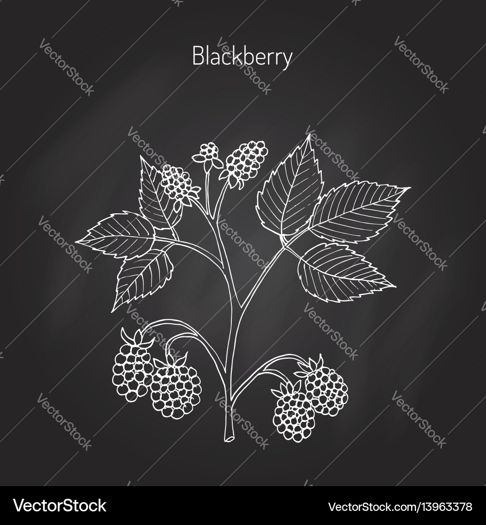 Blackberry garden plant Royalty Free Vector Image