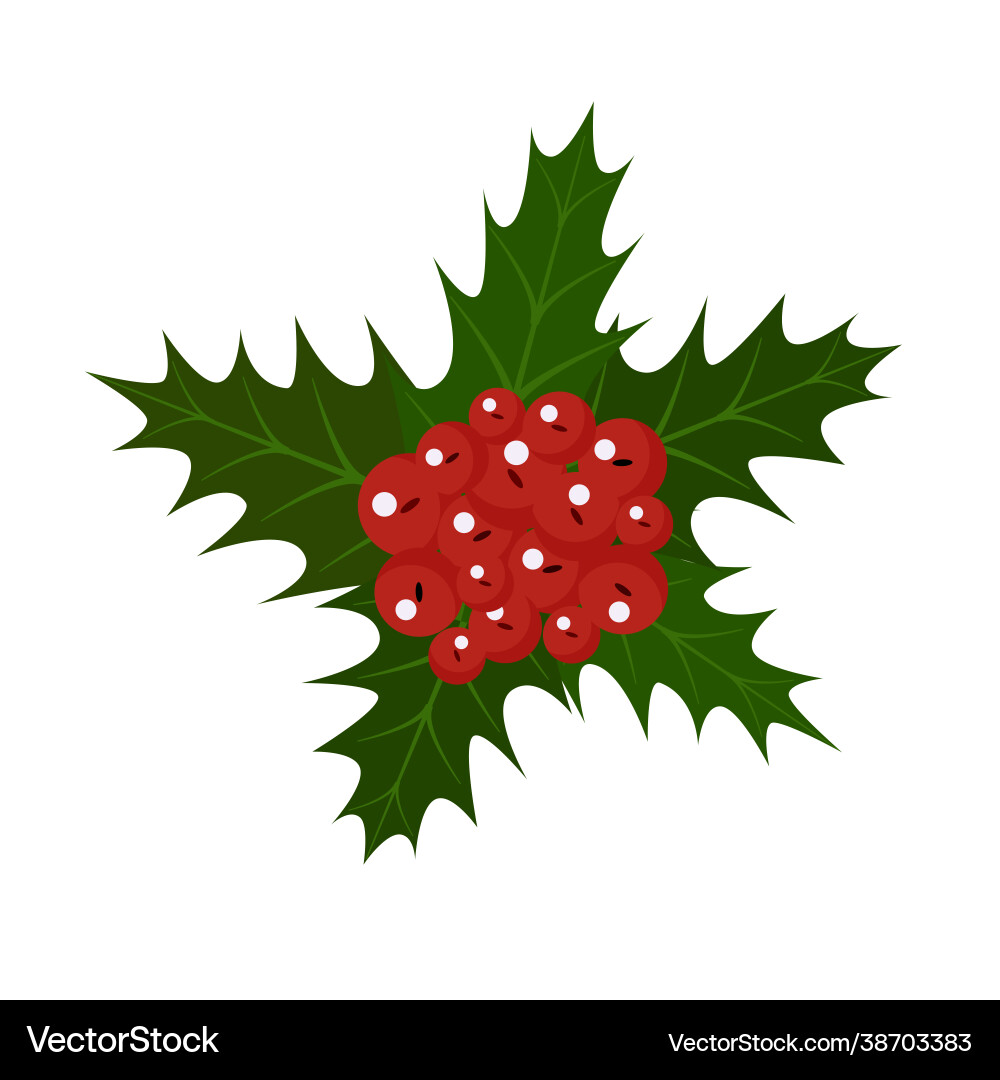 A christmas plant holly isolated Royalty Free Vector Image