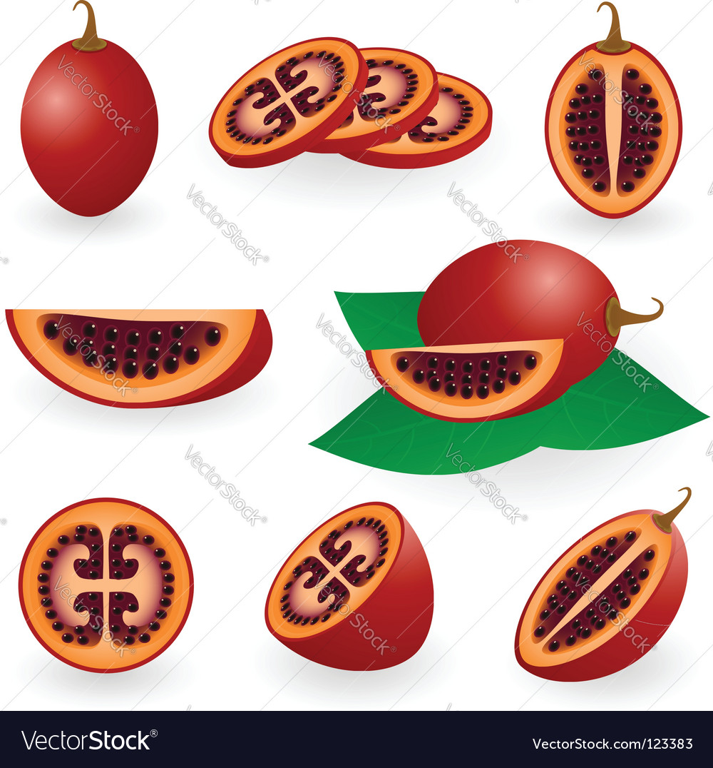 Tamarillo Royalty Free Vector Image - VectorStock