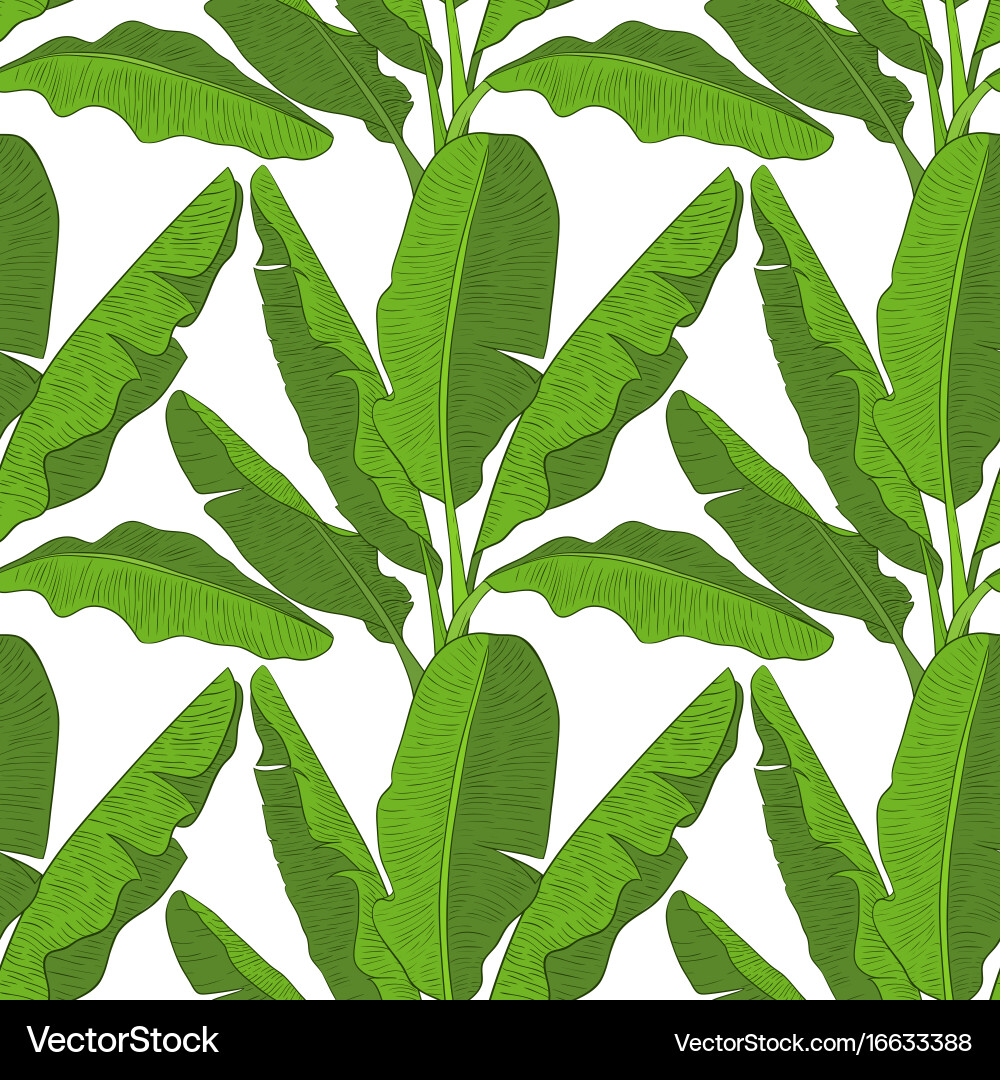 Banana leaves Royalty Free Vector Image - VectorStock